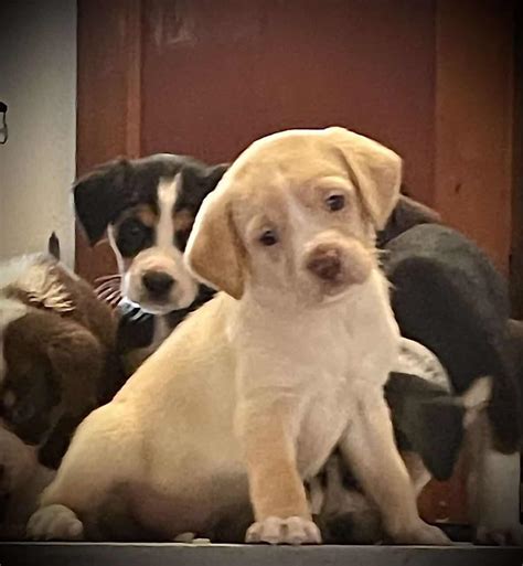 Lab Beagle
