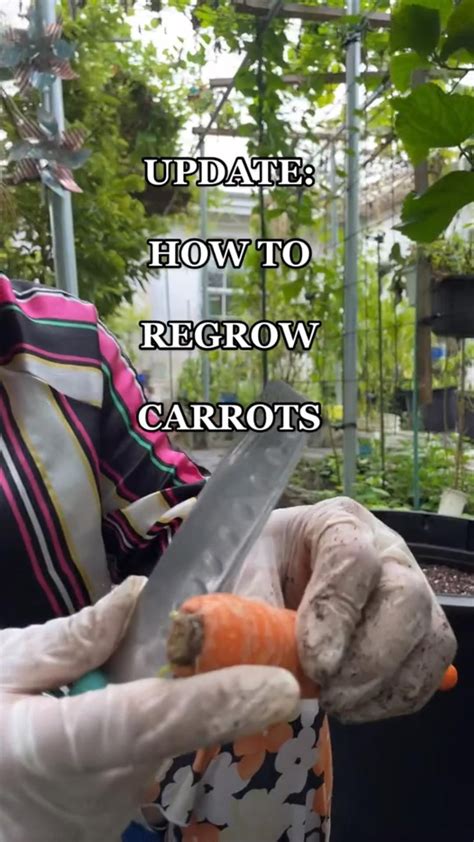 how to regrow your own carrots artofit