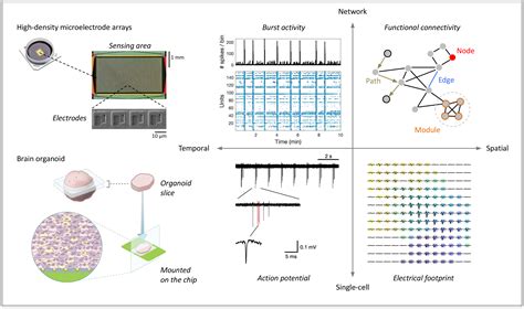 Hd Meas For Performing Functional Imaging Of Brain Organoids Bio