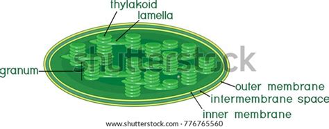 Structure Chloroplast Titles Stock Vector Royalty Free 776765560