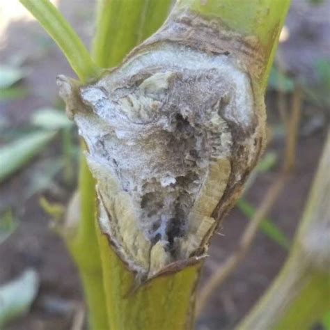 Stem Rot Disease In Plants Symptoms Treatment Prevention