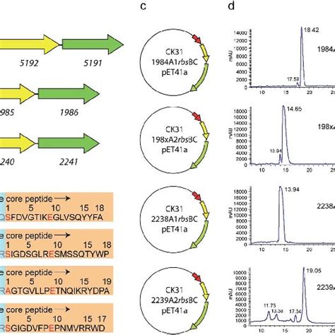 A Overview Of The Three Putative Lasso Peptide Biosynthetic Gene