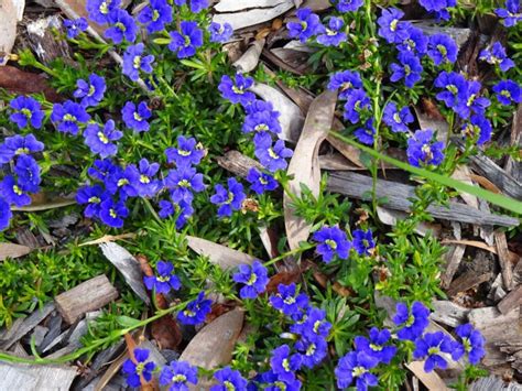 Dampiera Diversifolia Australian Plants