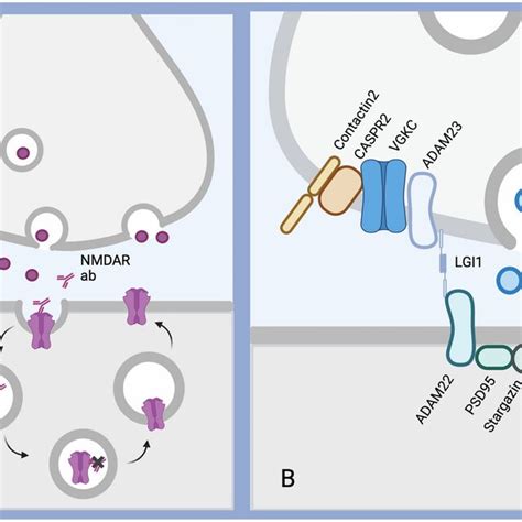 Advances In Neurobiology A In Nmdar Antibody Encephalitis Under