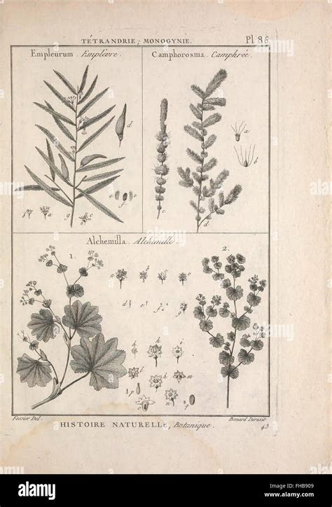 An Encyclopedic And Methodical Tableau Of The Three Kingdoms Of Nature