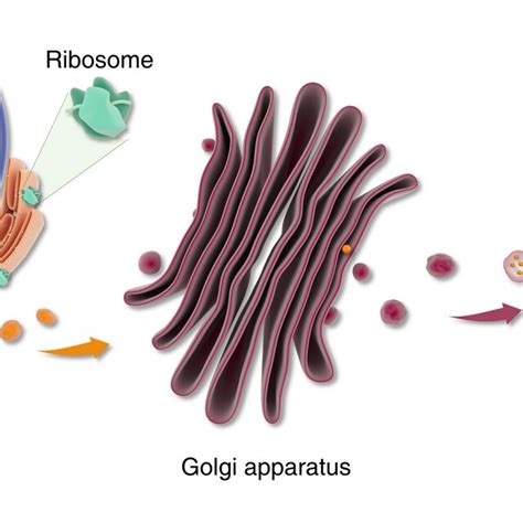 The Intracellular To Extracellular Processes Of Secreted Glycoproteins