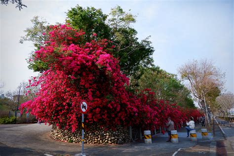 台中景點桃紅花海花瀑秘境 中科東大公園九重葛花牆 2023最新花況 艾琳兒的生活日常
