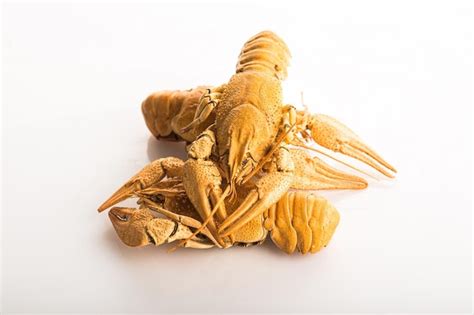 Premium Photo Dried Dry Old Skeleton Of Crayfish Orange Color On