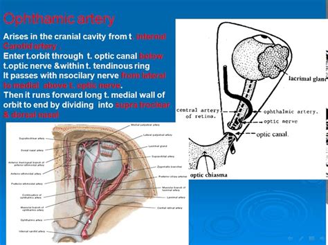 Ophthalmic Artery And Optic Nerve