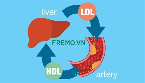 Xét Nghiệm Hdl Cholesterol định Nghĩa Mục đích Quy Trình Và Kết Quả Youmed