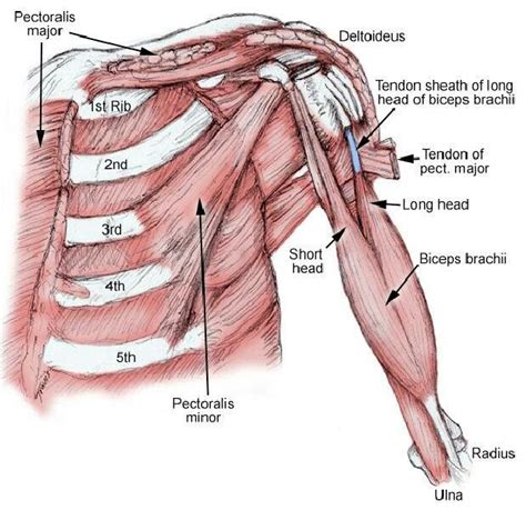 Human Anatomy Chest Muscles
