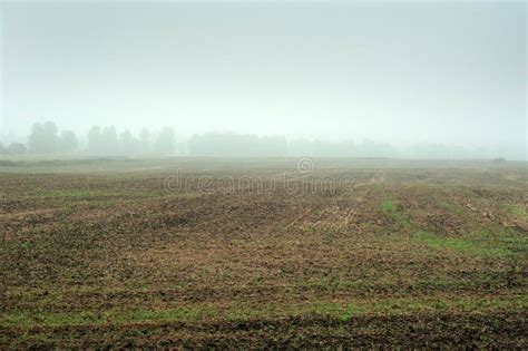 Countryside In Autumn Harvested Crop Field Thick Fog During Rains