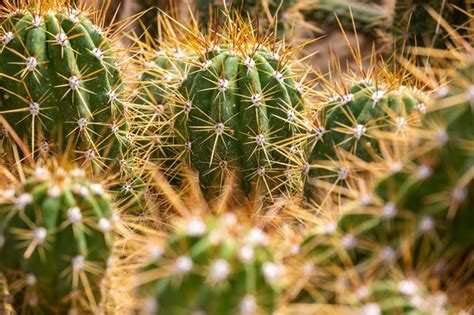 Characteristics Of A Cactus Hunker
