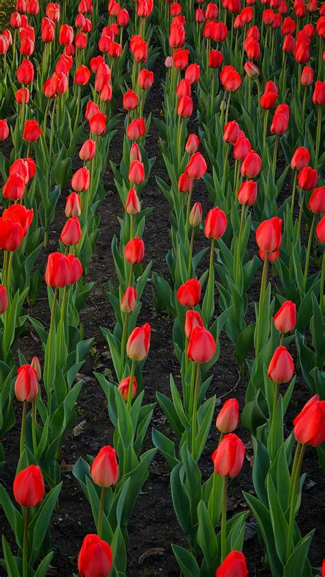 Flower Buke Png Photos Download The Best Free Flower Buke Png Stock