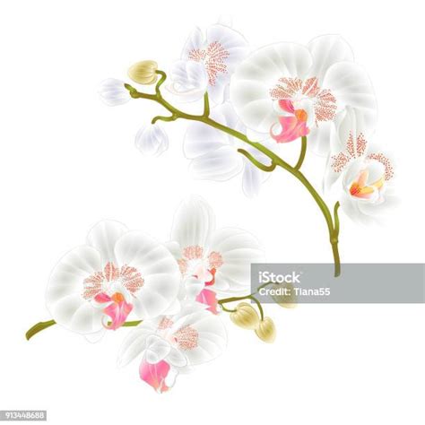 분기 난초 Phalaenopsis 흰색 꽃 열 대 식물 녹색 줄기와 꽃 봉 오리와 흰색 바탕에 나뭇잎 설정 디자인에 대 한 첫