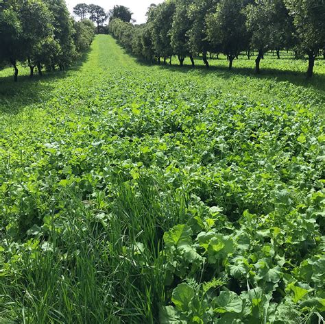 Smart Radish Plant Research