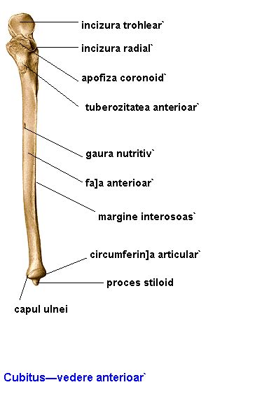Scheletul Piciorului