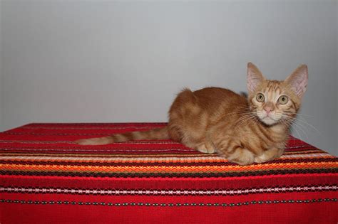Why Do Cats Curl Their Paws 8 Typical Reasons Pangovet