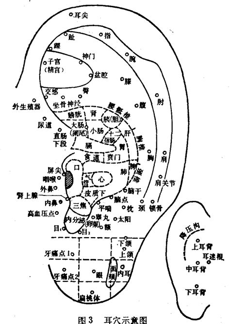 耳壳分属及穴位 中医学 医学