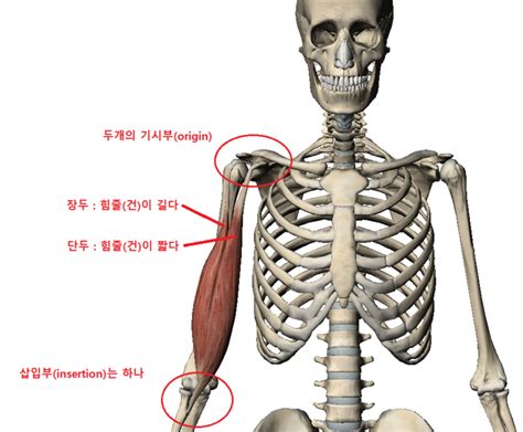 어깨부상 상완이두근두갈래근 Biceps Brachii 힘줄 파열 네이버 블로그