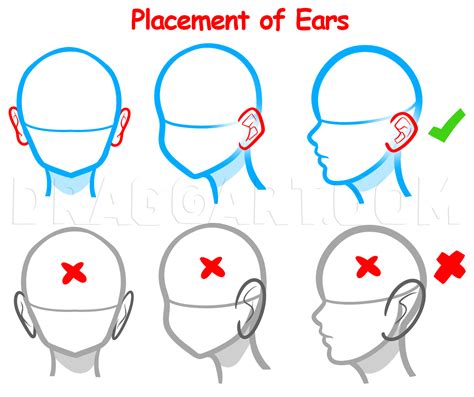 How To Draw Ears For Beginners Drawing Step By Step By Dawn Dragoart
