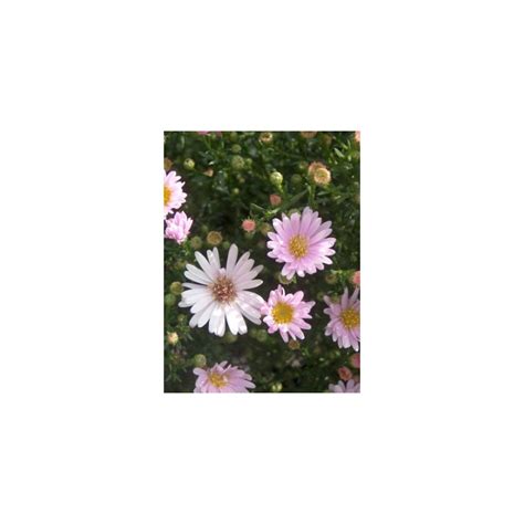 Aster Vasterival Aster Dautomne Le Chatel Des Vivaces