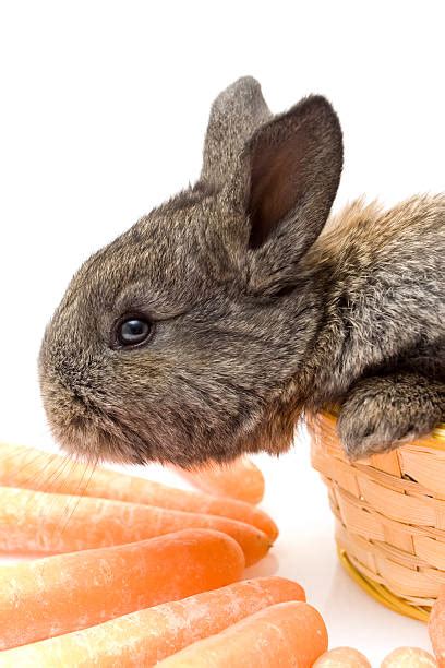 20 Samall Fotografías De Stock Fotos E Imágenes Libres De Derechos