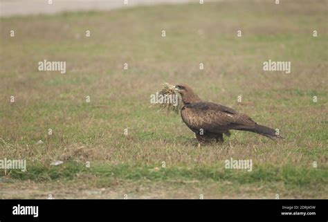 Black Kite Milvus Migrans Carrying Nest Material In Its Bill Old Delhi