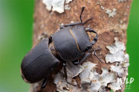 The Best Flash Diffusers For Macro Photography Wildmacro Extreme