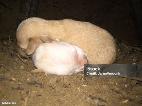 갈색과 흰색 색채가 있는 신생아 새끼 두 마리가 서로 위에 자고 있습니다 가정 생활에 대한 스톡 사진 및 기타 이미지 가정