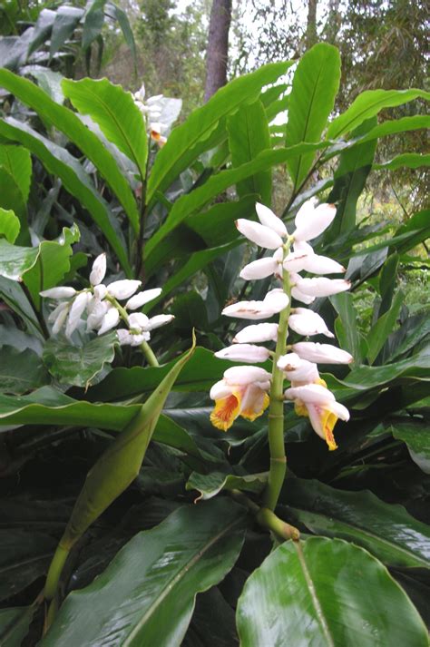 Alpinia Mutica False Cardomom Ginger Bamboo Land Nursery Qld Australia