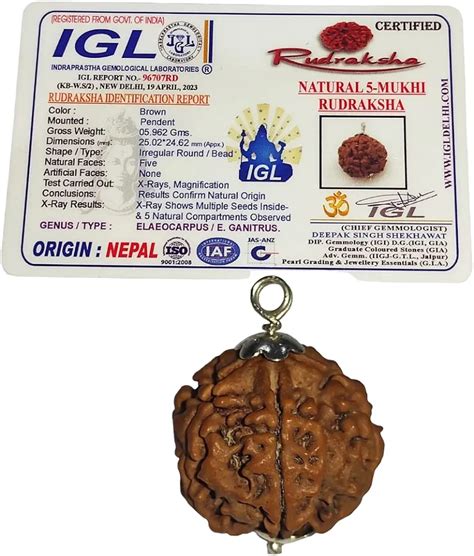 5 Mukhi Rudraksha Original Certified 5 Faced Nepali Rudraksha With