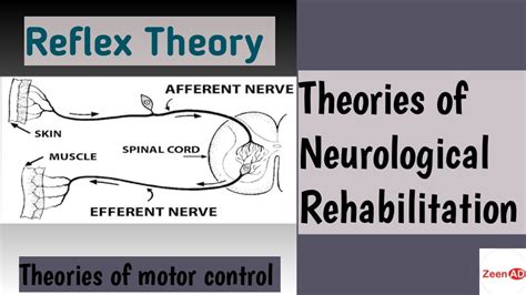 Theories Of Neurological Rehabilitation Reflex Theory Theories Of