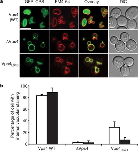 Escrt Iii Recognition By Vps4 Atpases Nature