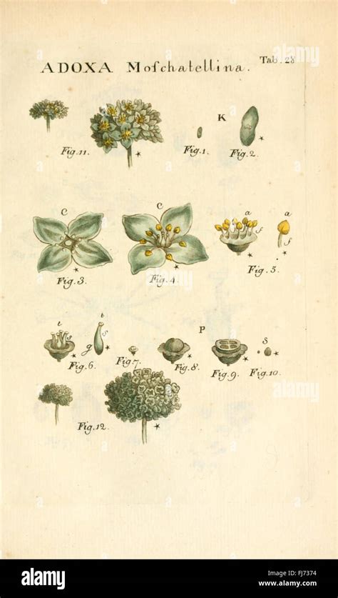 An Illustration From Carl Linnaeus Classification Of Sexual Reproduction In Plants Showcasing