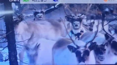 비오는남산노래흰구름원곡배호 Youtube