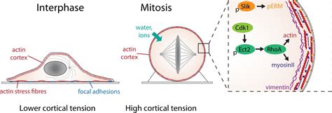 Frontiers The Mechanics Of Mitotic Cell Rounding