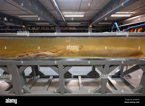 Archie The Giant Squid Preserved In The Spirit Collection At The