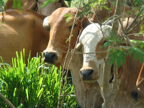 Ecología con Asocebú Ganadería y ambiente reto de integración para la sustentabilidad