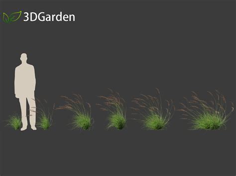 Molinia Caerulea Purple Moor Grass 02 Windy 3d Model 3dgardenplants