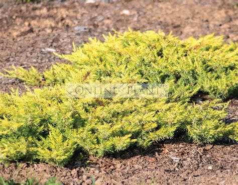 Juniperus Conferta All Gold For Sale Online Plants Melbourne
