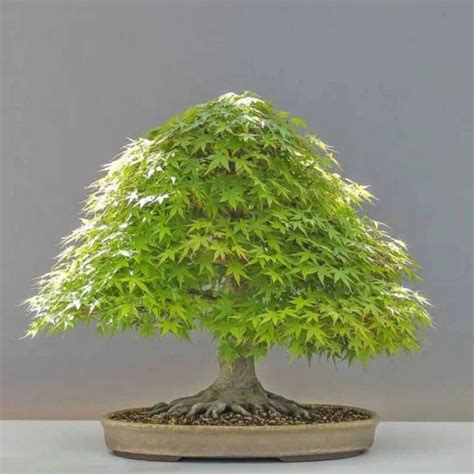 خرید و قیمت بذر درخت افرا سبز بن سای بسته 10 عددی از غرفه فروشگاه بذر فردین کشت