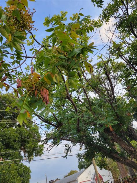 North Texas Tree Rtreeidentification