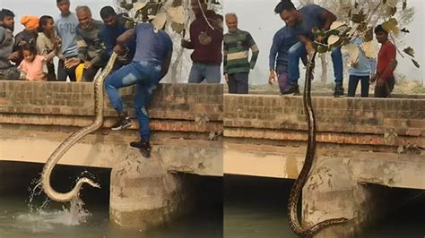 Viral! Aksi Pria Tarik Ular Piton Raksasa dari Sungai Bikin Netizen Ngeri