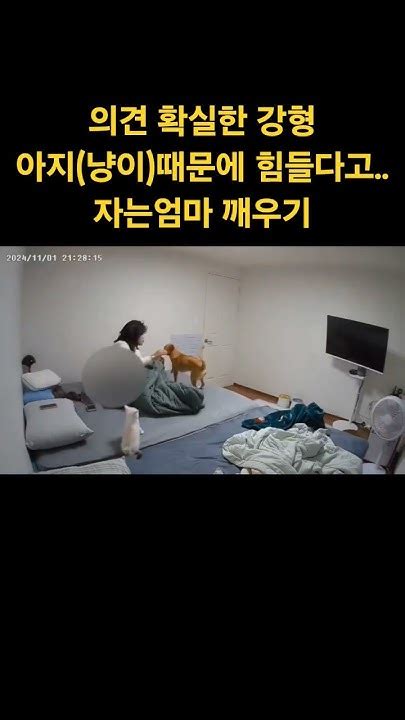 이렇게 의견 확실한 강아지 보셨나요 고양이 때문에 힘들다고 엄마깨우는 강아지 강아지쇼츠 강아지 고양이일상 고양이