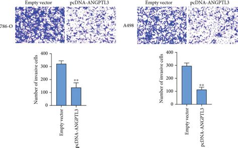Overexpression Of ANGPTL3 Inhibited The Metastasis Of A498 And 786 O