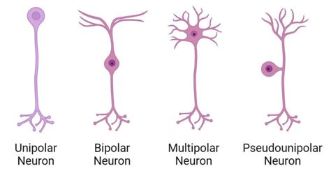 Nerve Cells Neurons Types Structure Functions Diseases