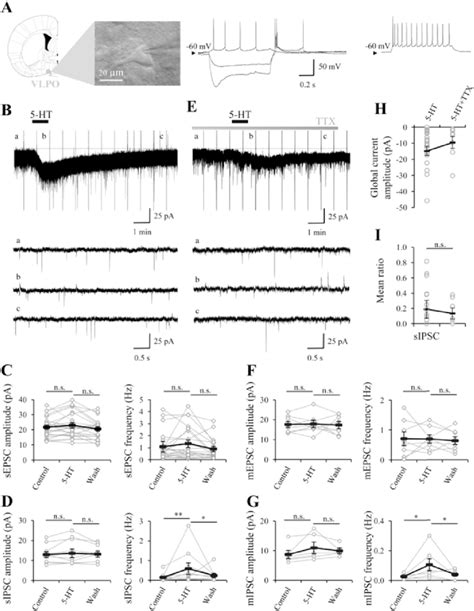 5 Ht Selectively Increases The Frequency Of Inhibitory Synaptic Inputs
