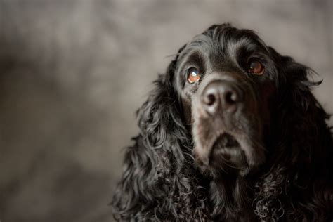 Common Health Problems And Diseases In Cocker Spaniels Cocker Spaniel