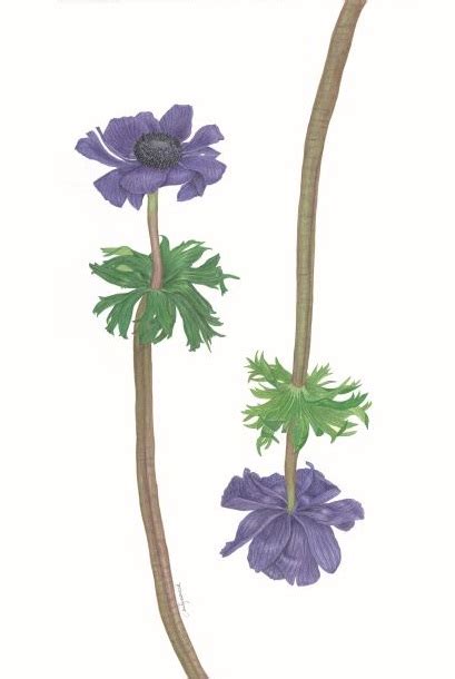 조현숙 아네모네 갤러리 한국식물원수목원협회